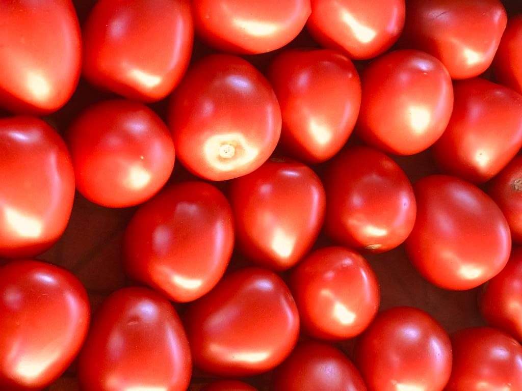 Tomate Chucha – Humus Agricultura Biológica