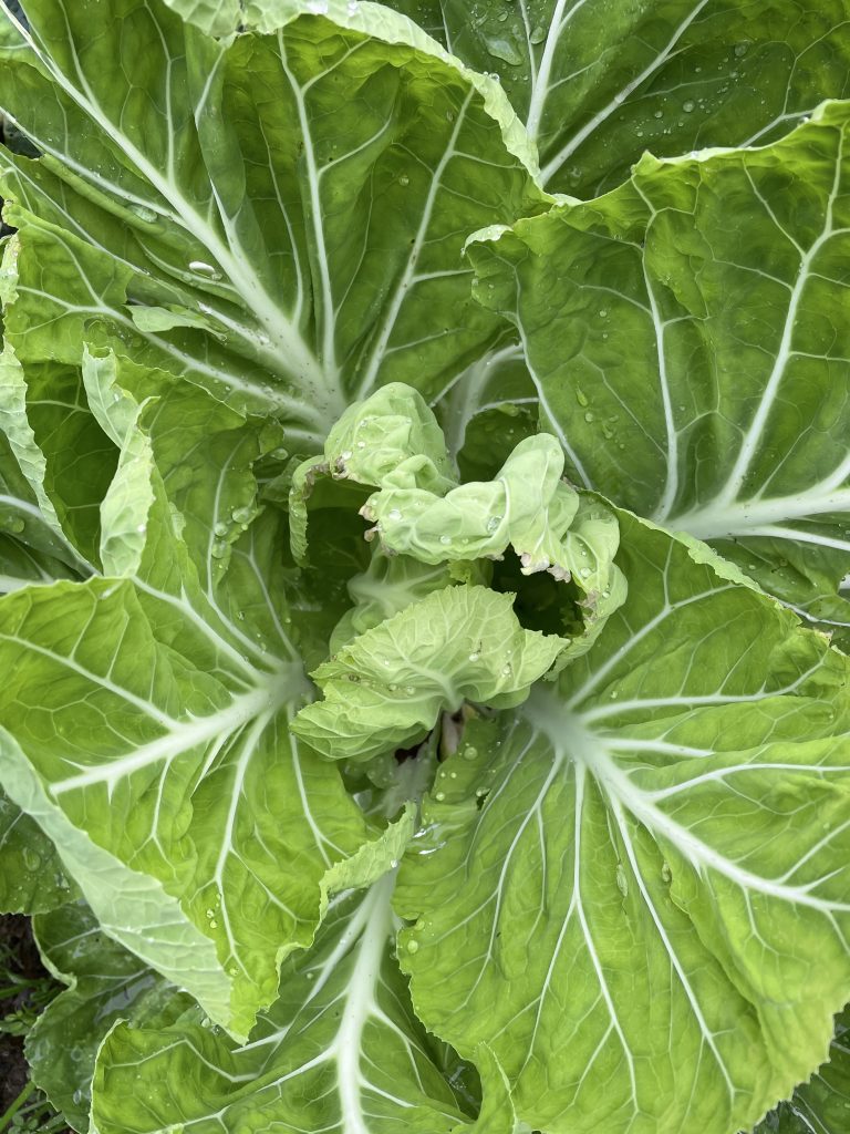 Couve Penca – Humus Agricultura Biológica