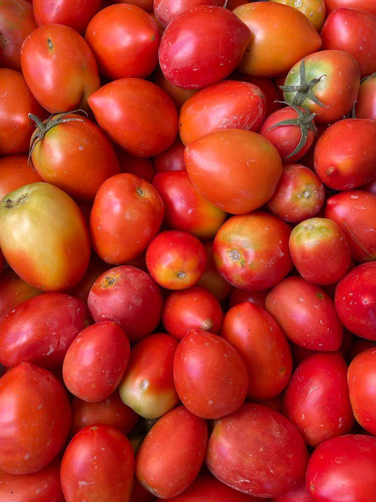 Tomate Chucha – Humus Agricultura Biológica
