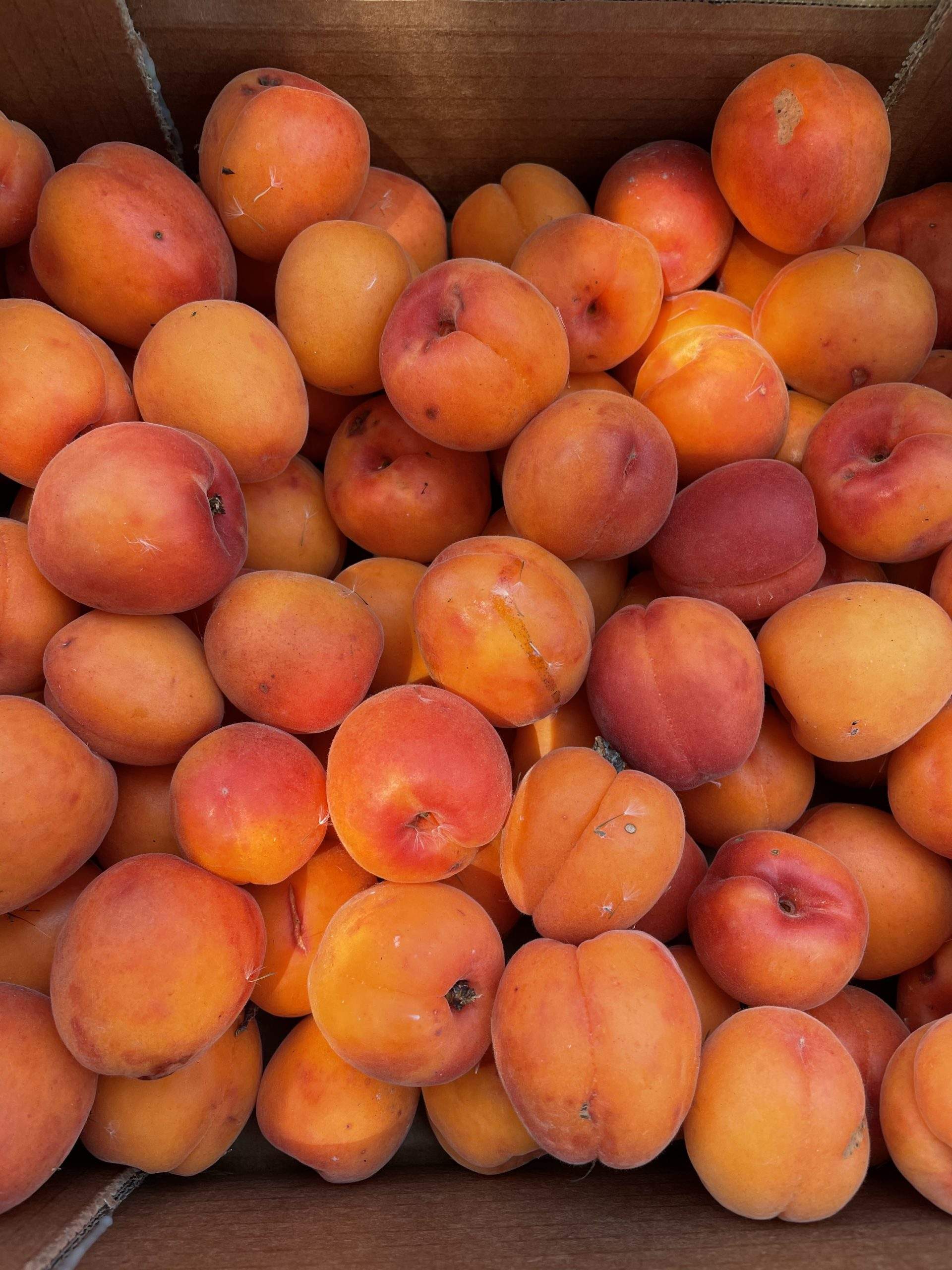 Alperce – Humus Agricultura Biológica